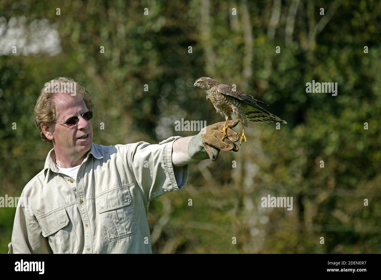 Man Reintroducing Bird to Nature, European Sparrowhawk, accipiter nisus ...