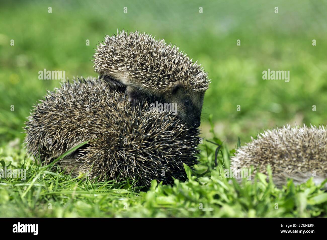 European Hedgehog, erinaceus europaeus, Female with Baby, Normandy in ...
