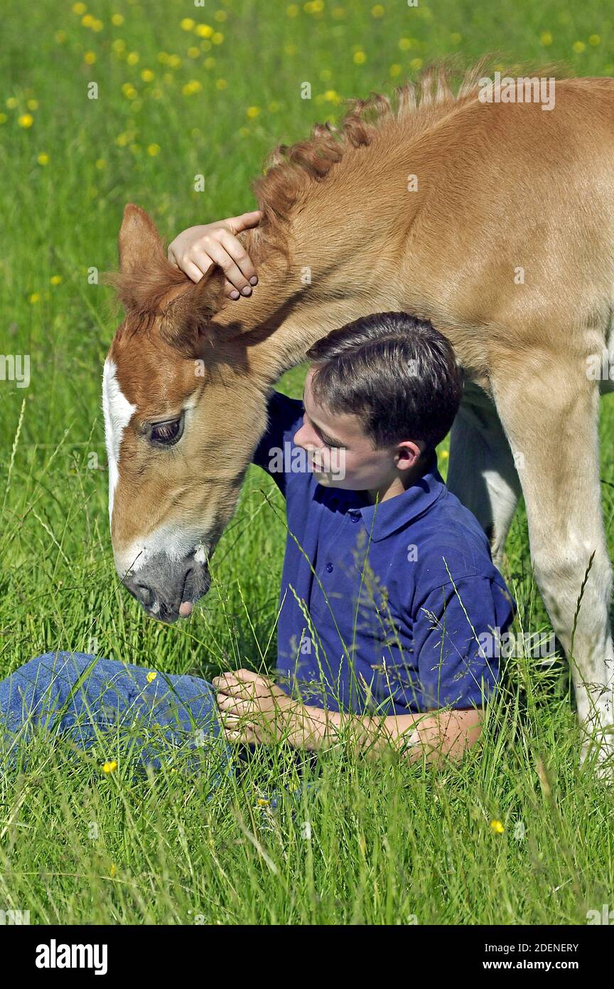 Boy With a Foal of Norman Cob, Normandy Stock Photo - Alamy