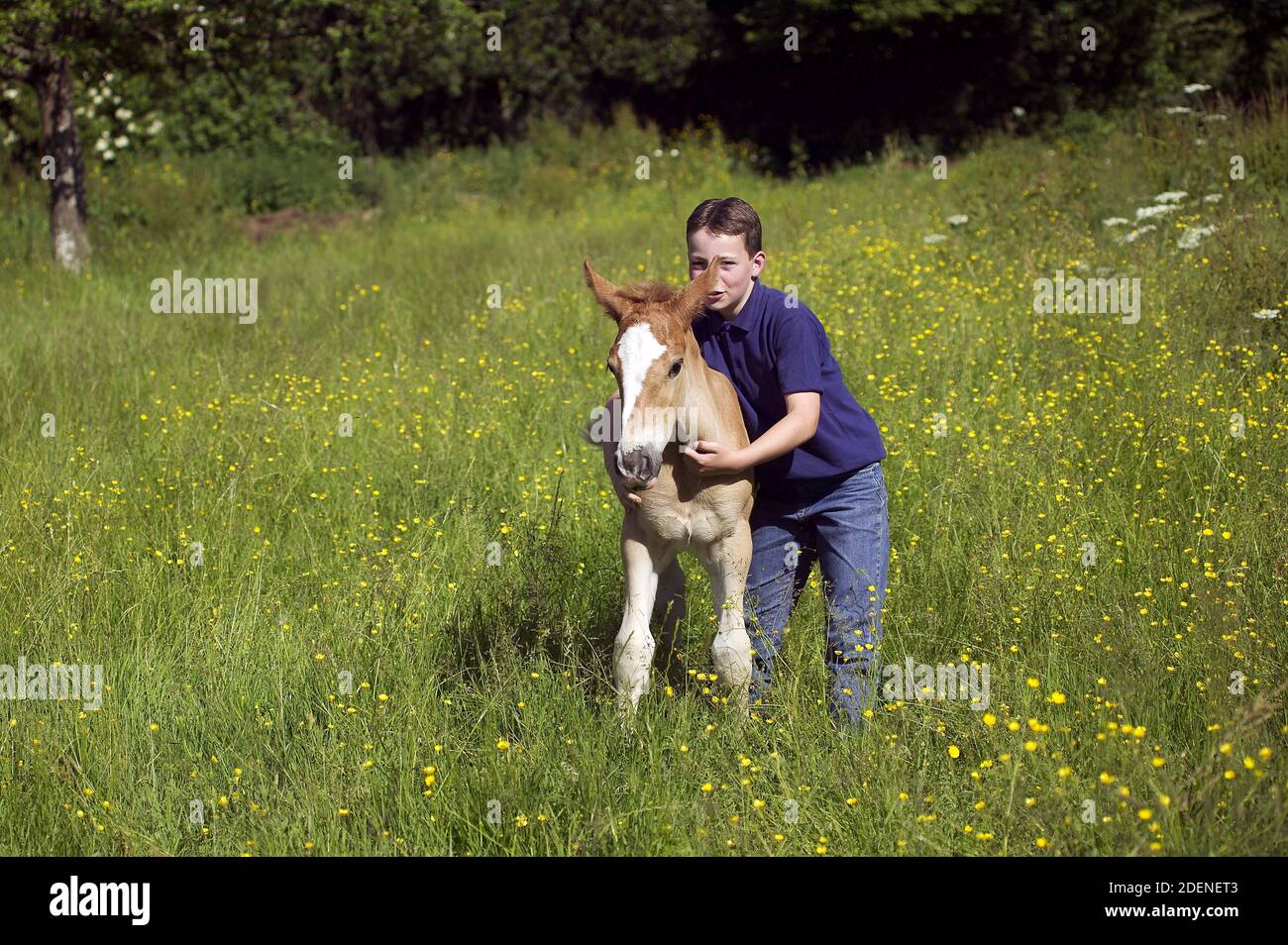 Boy With a Foal of Norman Cob, Normandy Stock Photo - Alamy