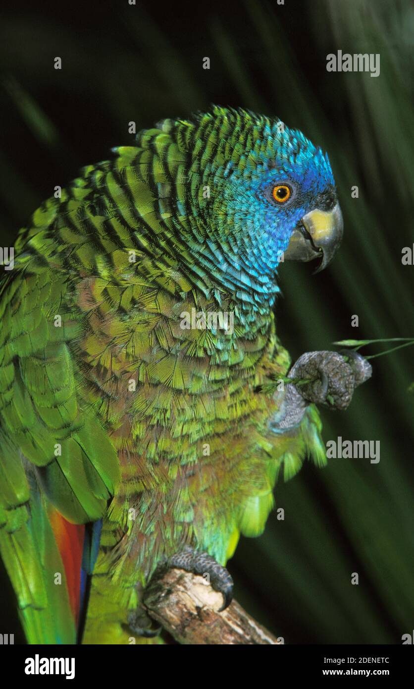 Saint Lucia Parrot, amazona versicolor, Adult eating Grass Stock Photo ...
