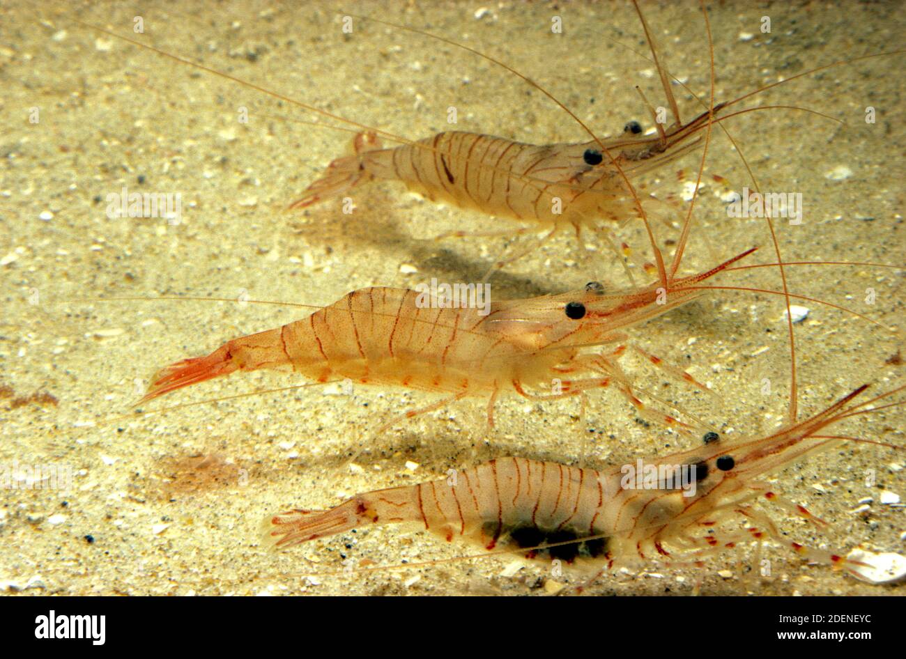 Common Prawn, palaemon serratus Stock Photo - Alamy