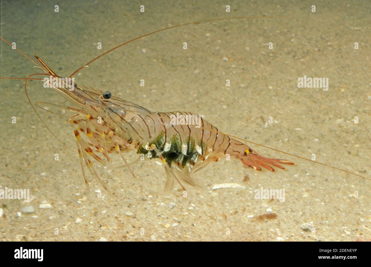 Common Prawn, palaemon serratus Stock Photo - Alamy