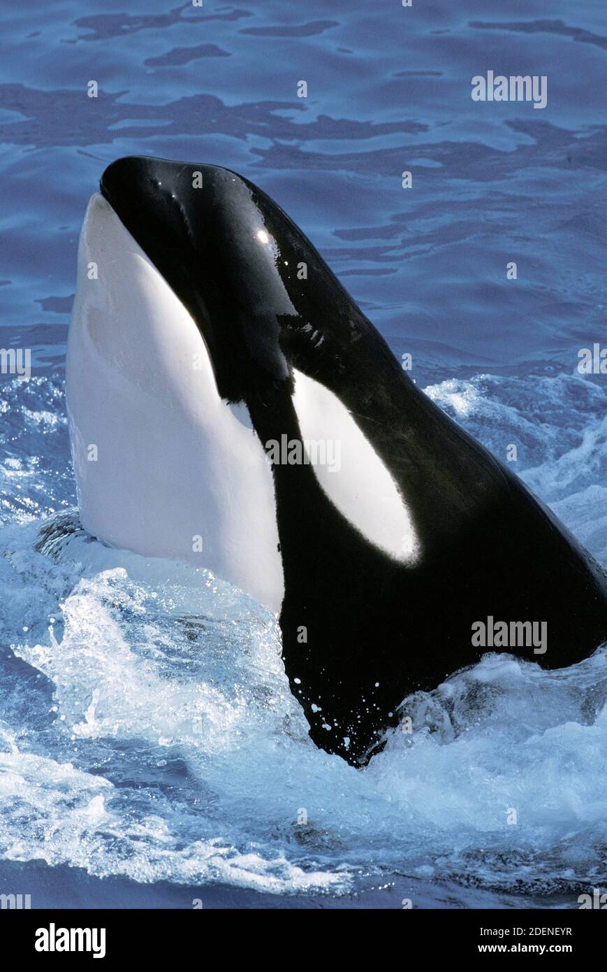 Orca orcinus orca portrait hi-res stock photography and images - Alamy