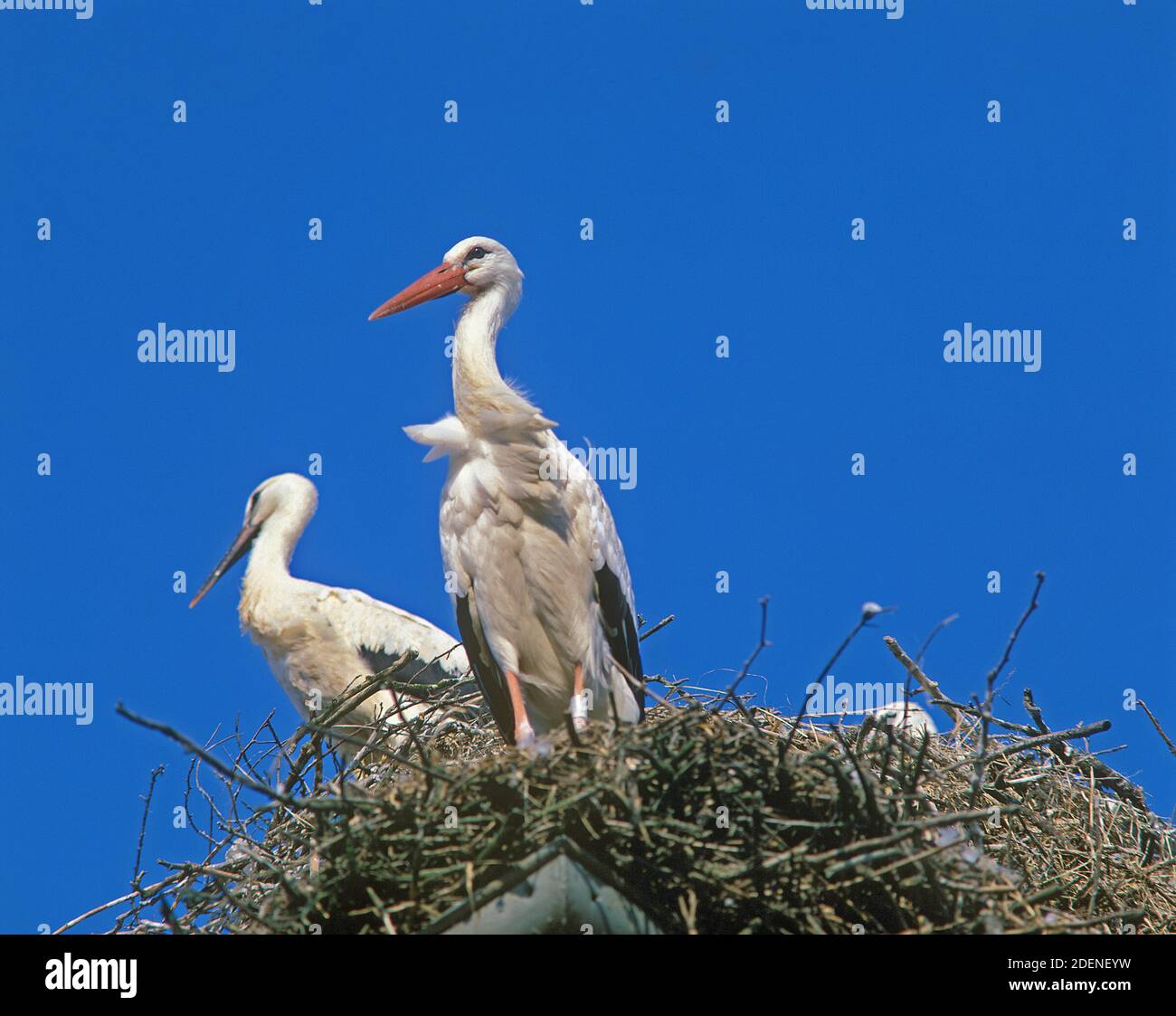 Profile view white stork hi-res stock photography and images - Alamy