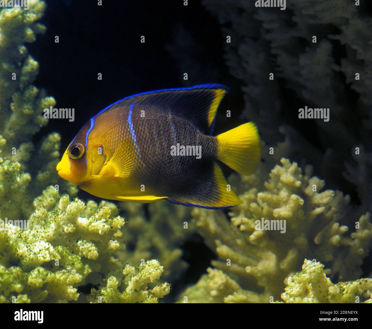 Blue Angelfish, holacanthus isabelita, Adult with Coral Stock Photo - Alamy