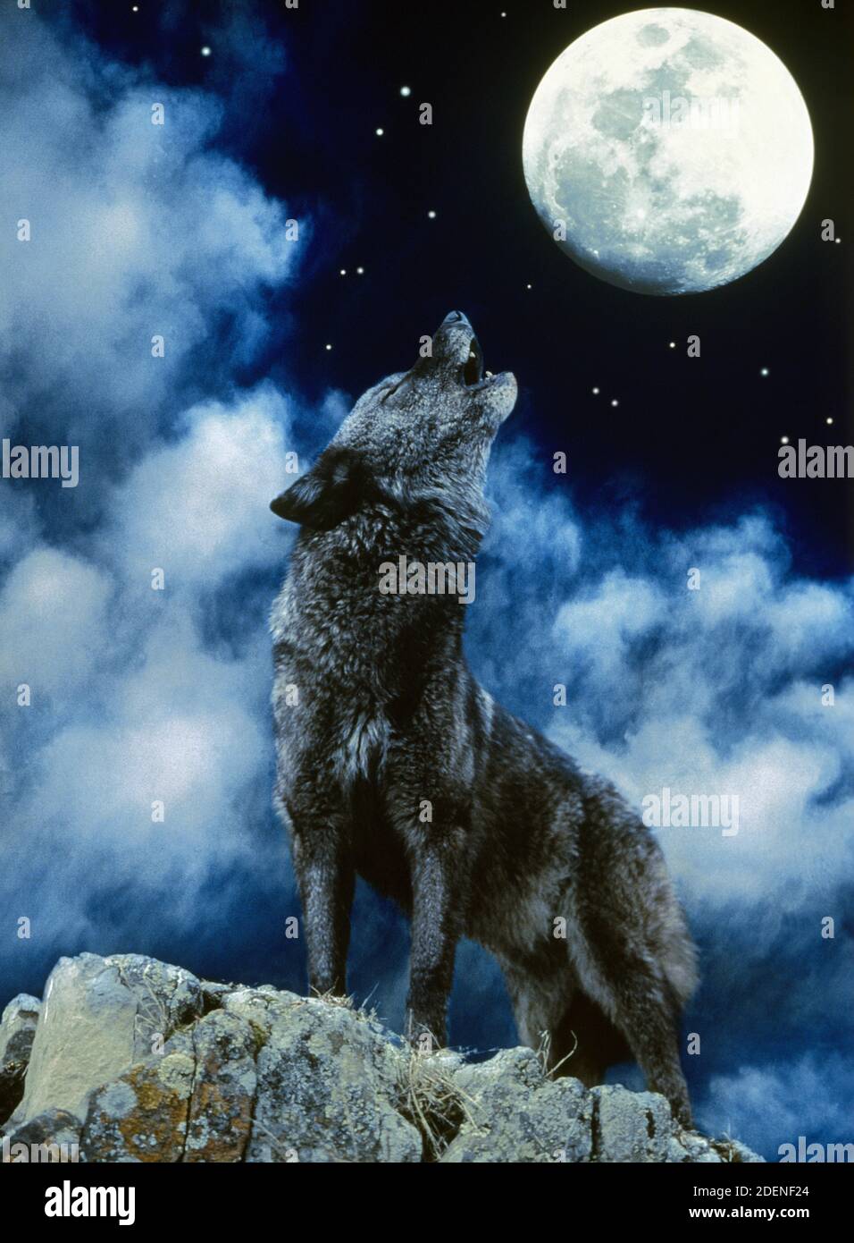 European Wolf, canis lupus, Adult Howling at the Moon Stock Photo - Alamy