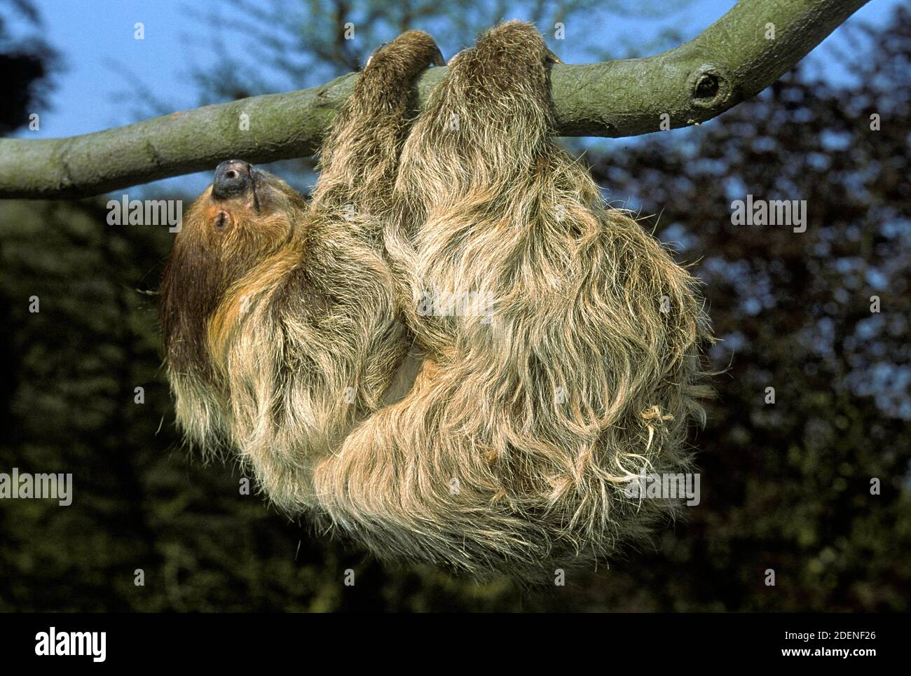 Two Toed Sloth, choloepus didactylus, Adult hanging from Branch Stock ...