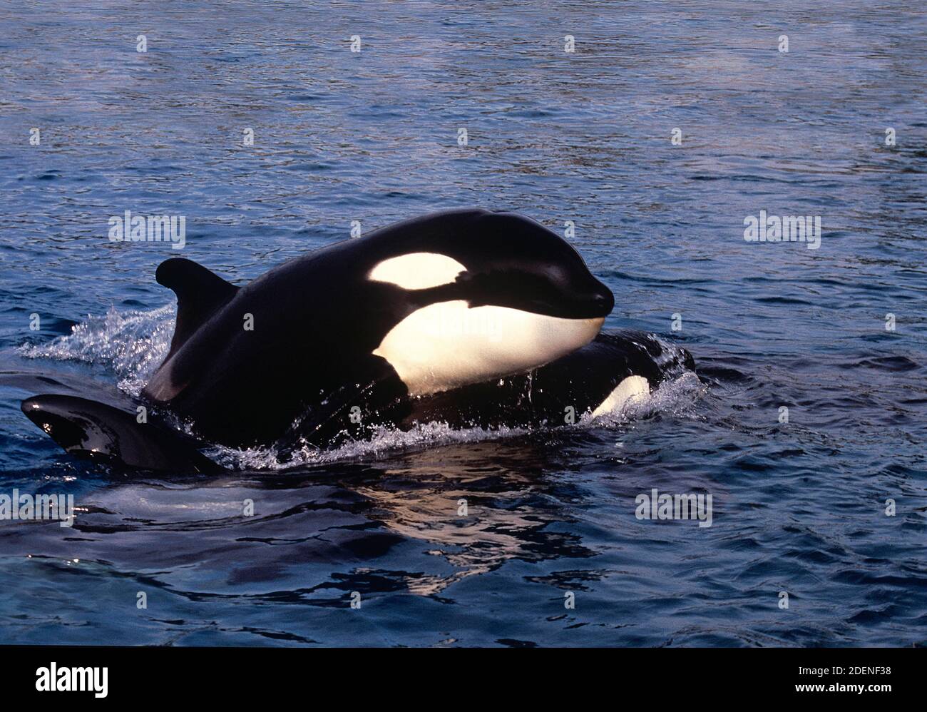 Killer Whale, orcinus orca, Adult with Head at Surface Stock Photo - Alamy