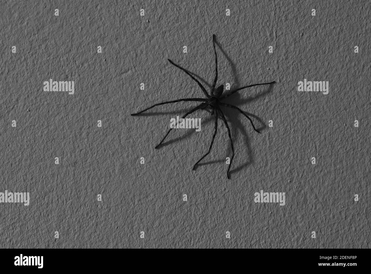 Huntsman spider home Black and White Stock Photos & Images - Alamy