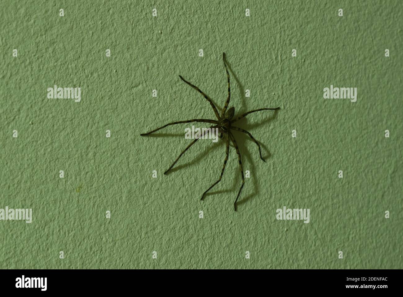 Huntsman spider home hi-res stock photography and images - Alamy