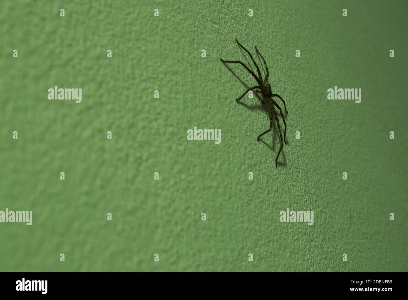 Huntsman spider house hi-res stock photography and images - Alamy