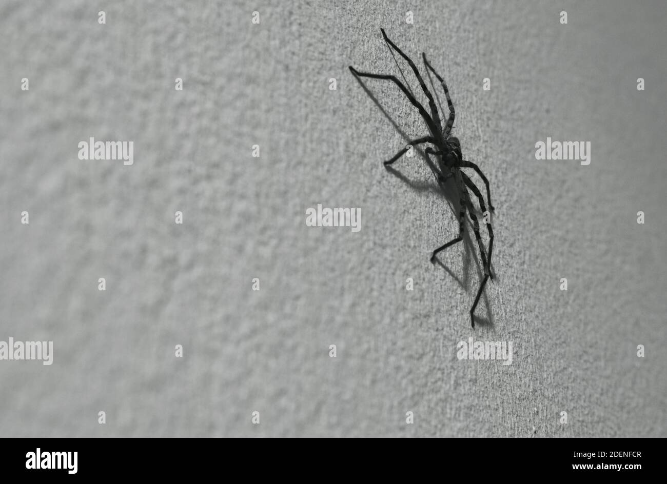 Huntsman spider house hi-res stock photography and images - Alamy