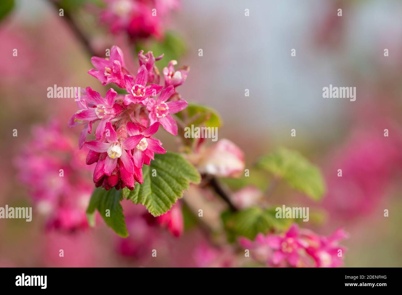 Close up of ribes sanguineum flowers in bloom Stock Photo - Alamy