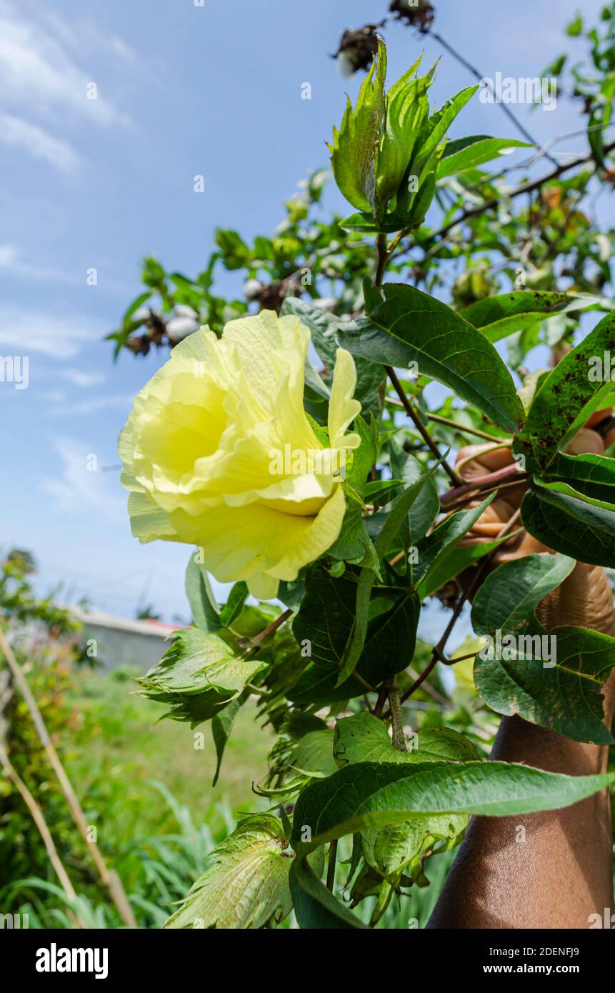 Blooming cotton plant flower hi-res stock photography and images - Alamy