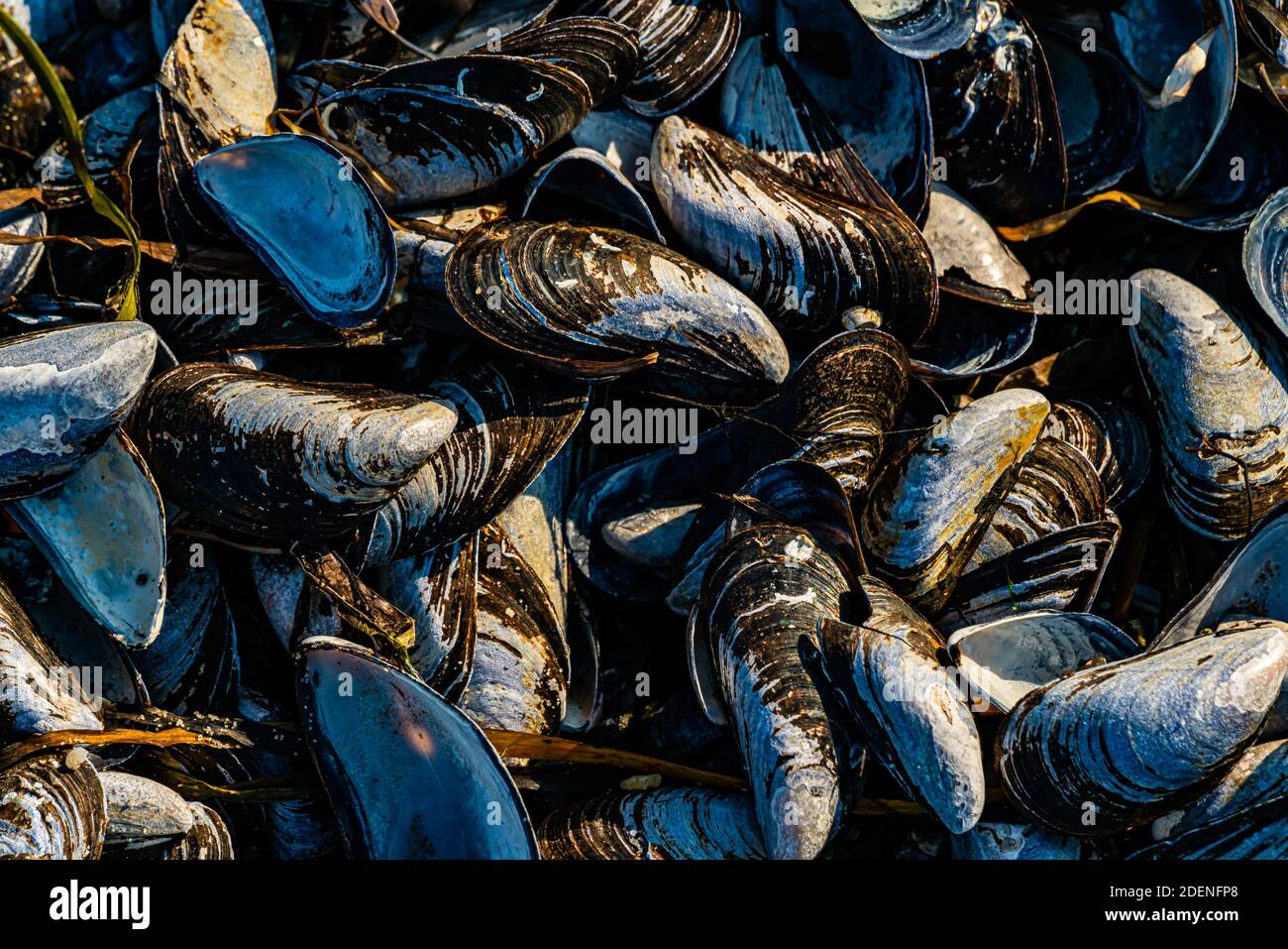 Blue mussel shells, open on a beach outdoors. Close up. . High quality ...