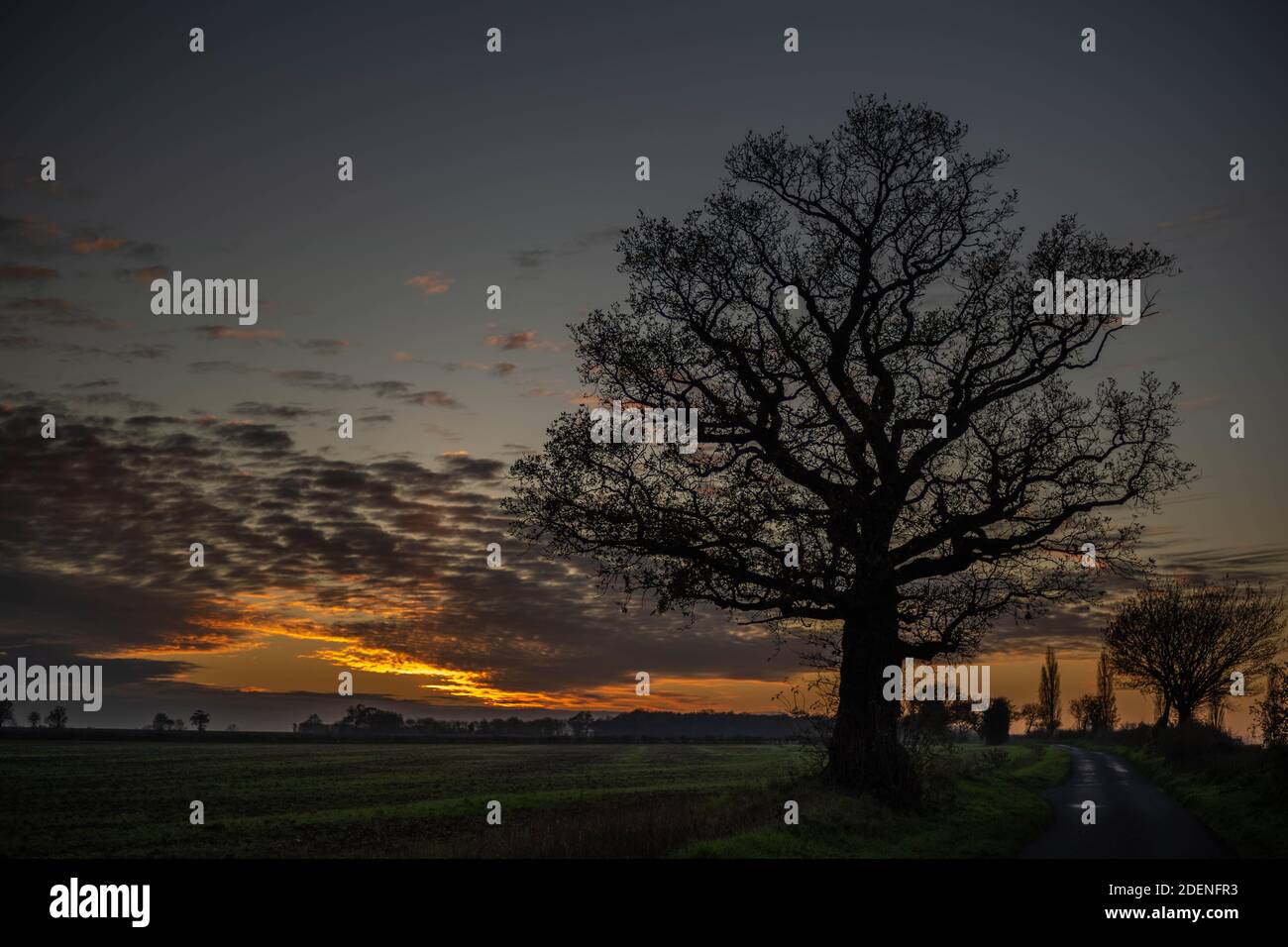The sunset tree hi-res stock photography and images - Alamy