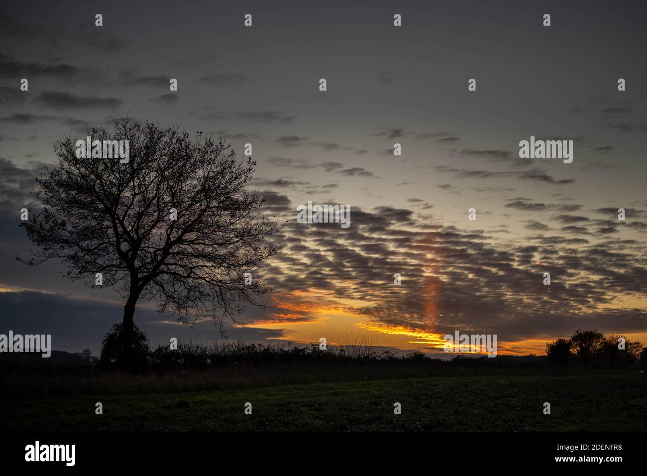 The sunset tree hi-res stock photography and images - Alamy