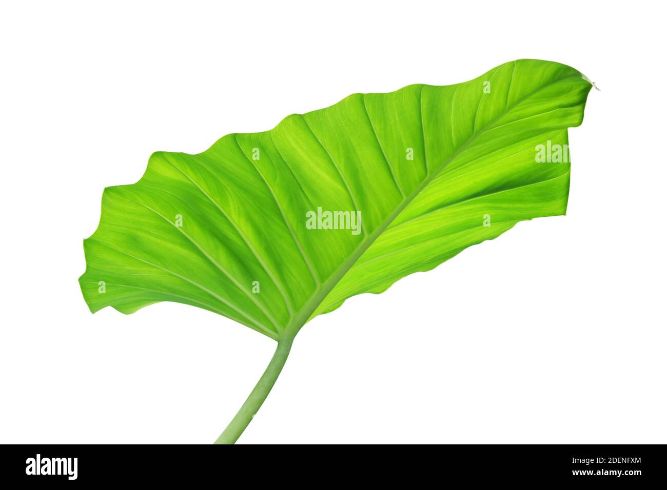 Tropical Green Leaf of Elephant Ear Plant Isolated on White Background ...