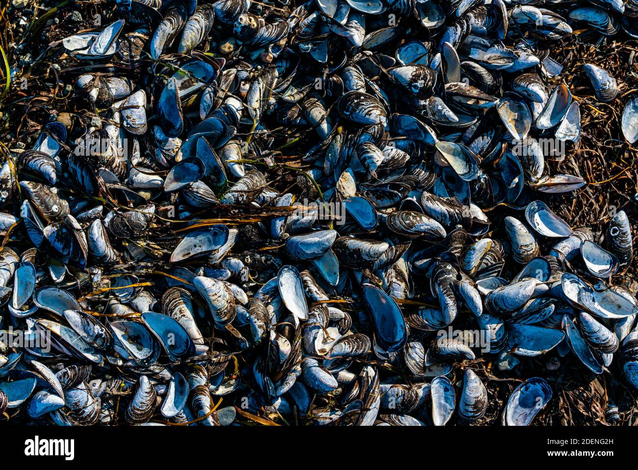 Open clams hi-res stock photography and images - Alamy