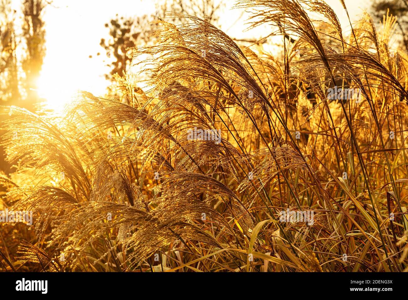 Beautiful dry golden grass hi-res stock photography and images - Alamy