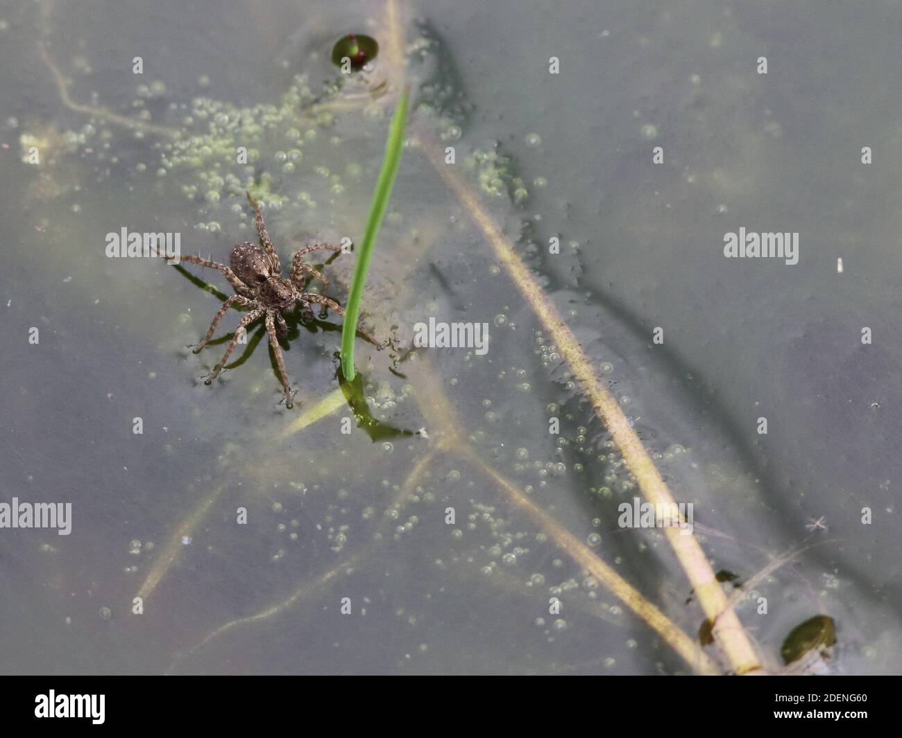 Pardosa pullata, Common Wolf Spider, standing on a pond, using water ...