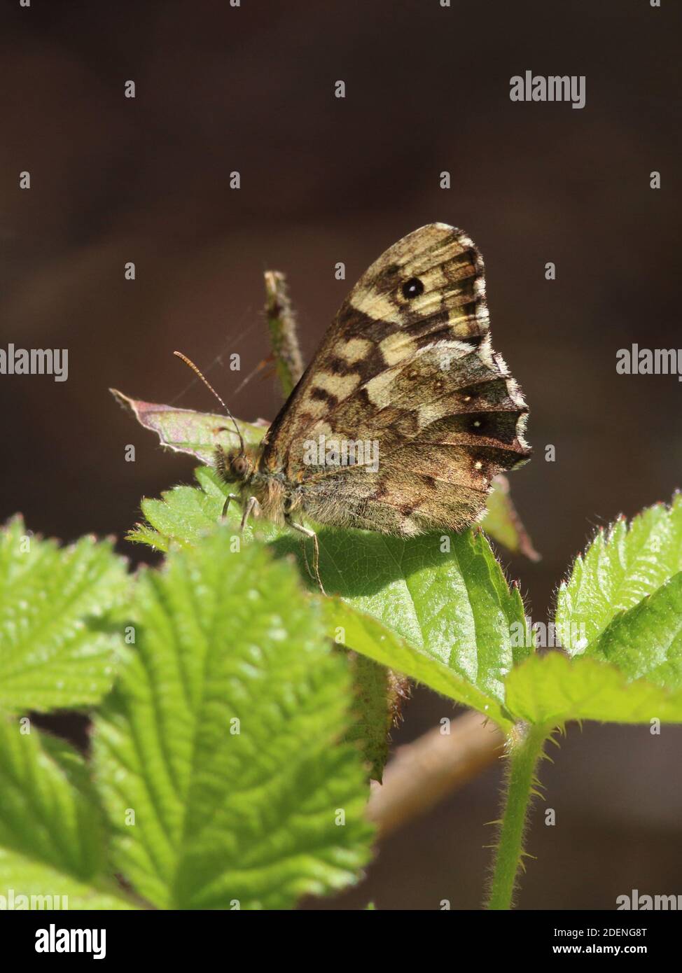 Butterfly closed wing hi-res stock photography and images - Alamy