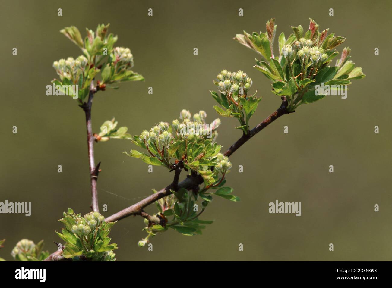 Bursting of buds hi-res stock photography and images - Alamy