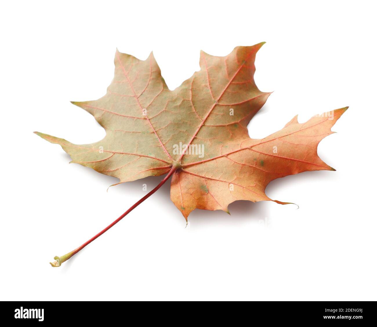 Autumn maple leaf isolated on white background with shadows, clipping ...