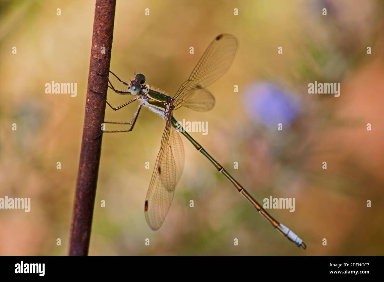 Wetland insects hi-res stock photography and images - Alamy