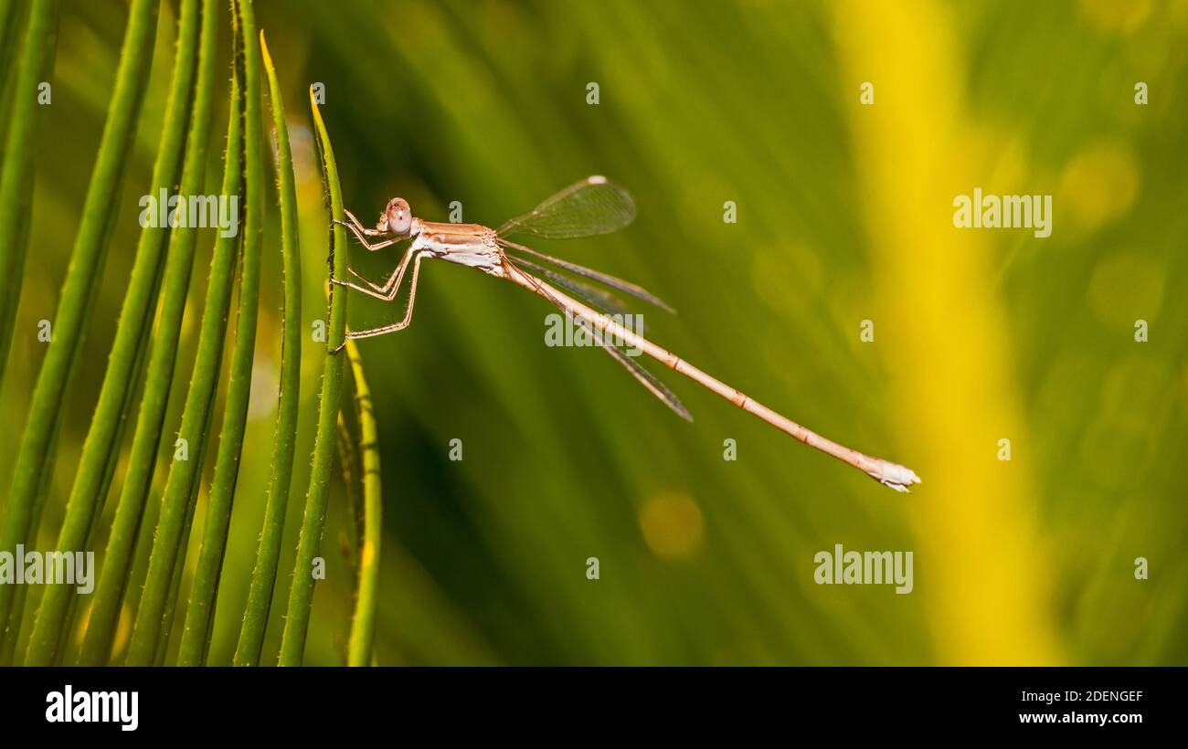 Resting damselfly hi-res stock photography and images - Alamy