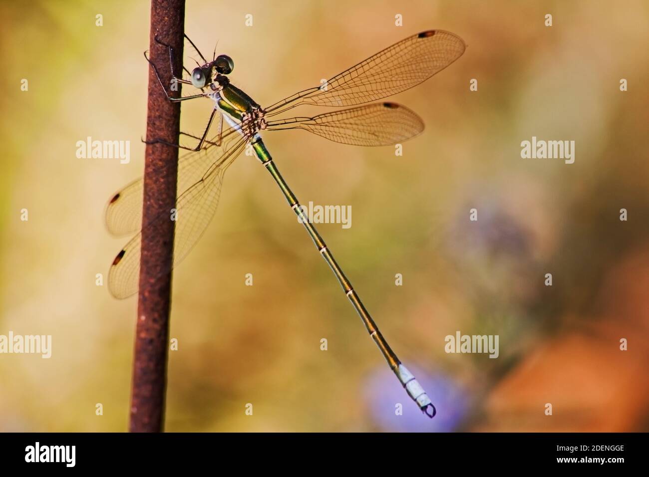 Resting Damselfly 10503 Stock Photo - Alamy