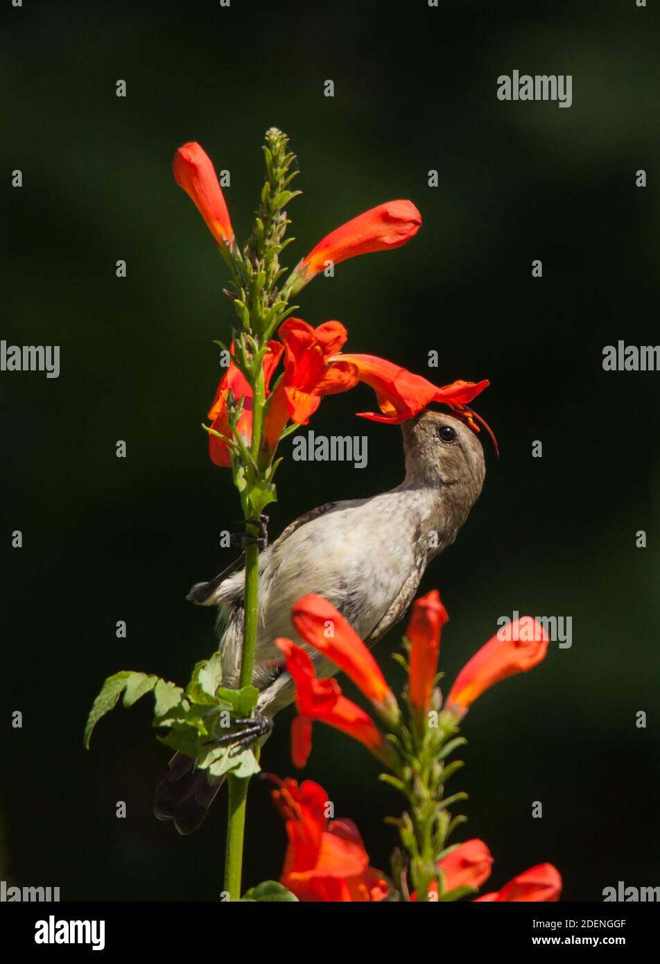 Sunbird pollination hi-res stock photography and images - Alamy