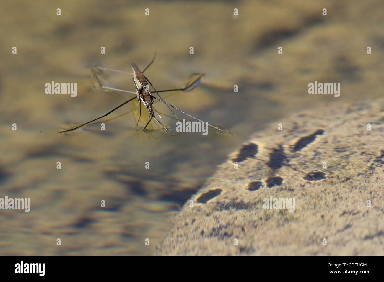 Water Bug Surface Tension Of Water High Resolution Stock Photography ...