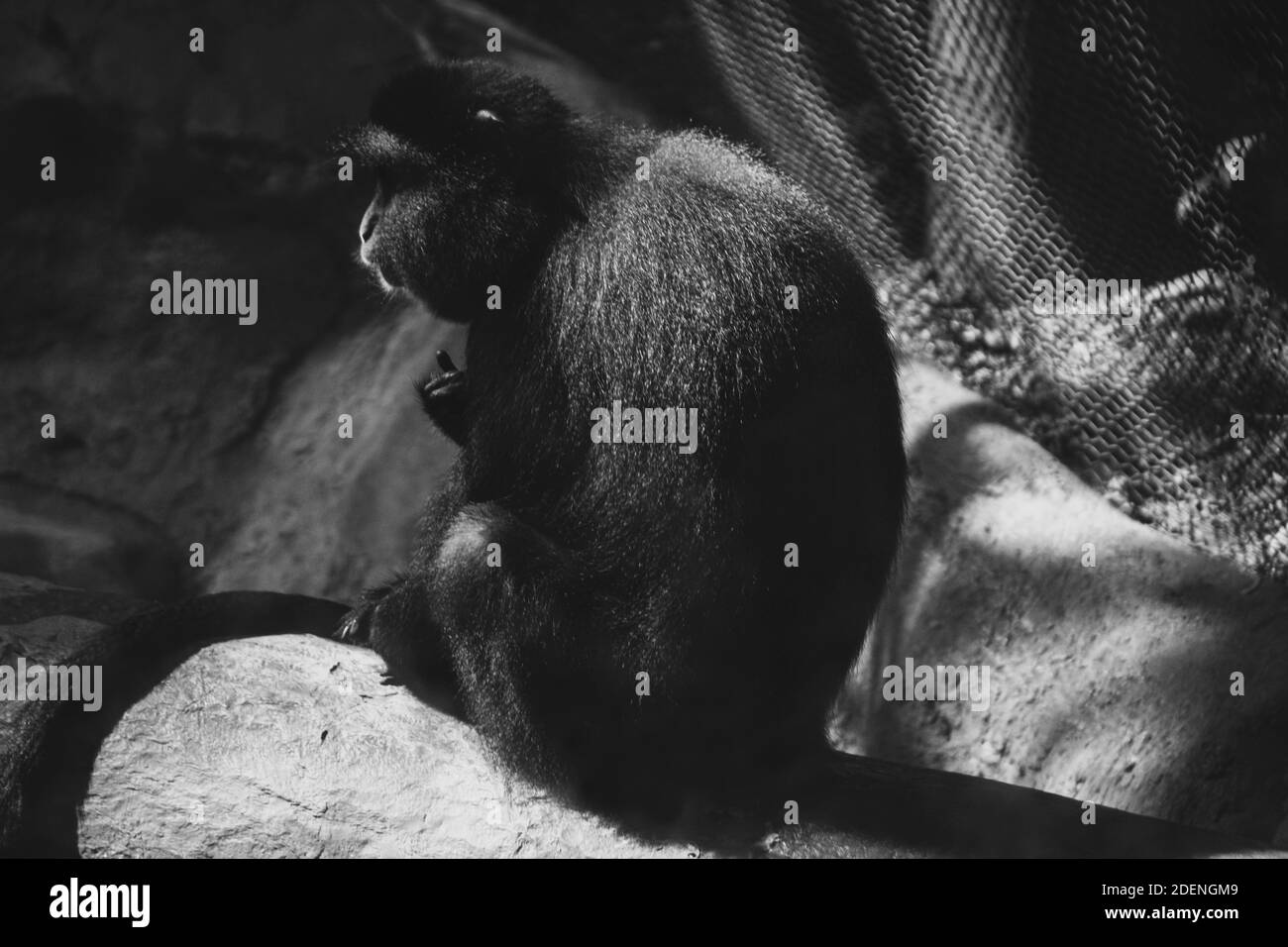 Isolated monkey sitting lonely Black and White Stock Photos & Images ...