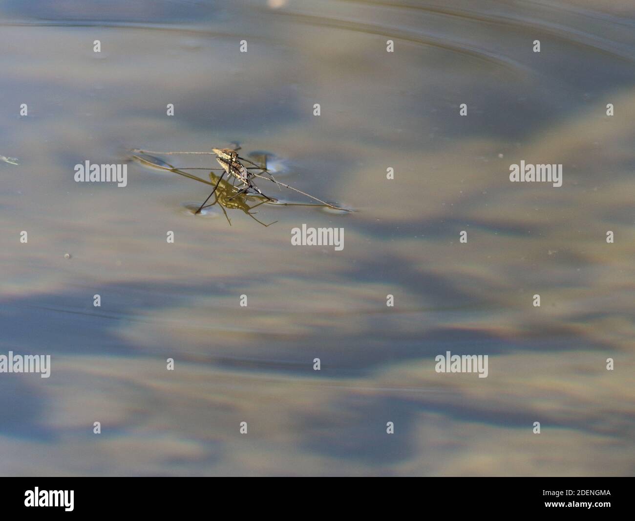 Water Bug Surface Tension Of Water High Resolution Stock Photography ...
