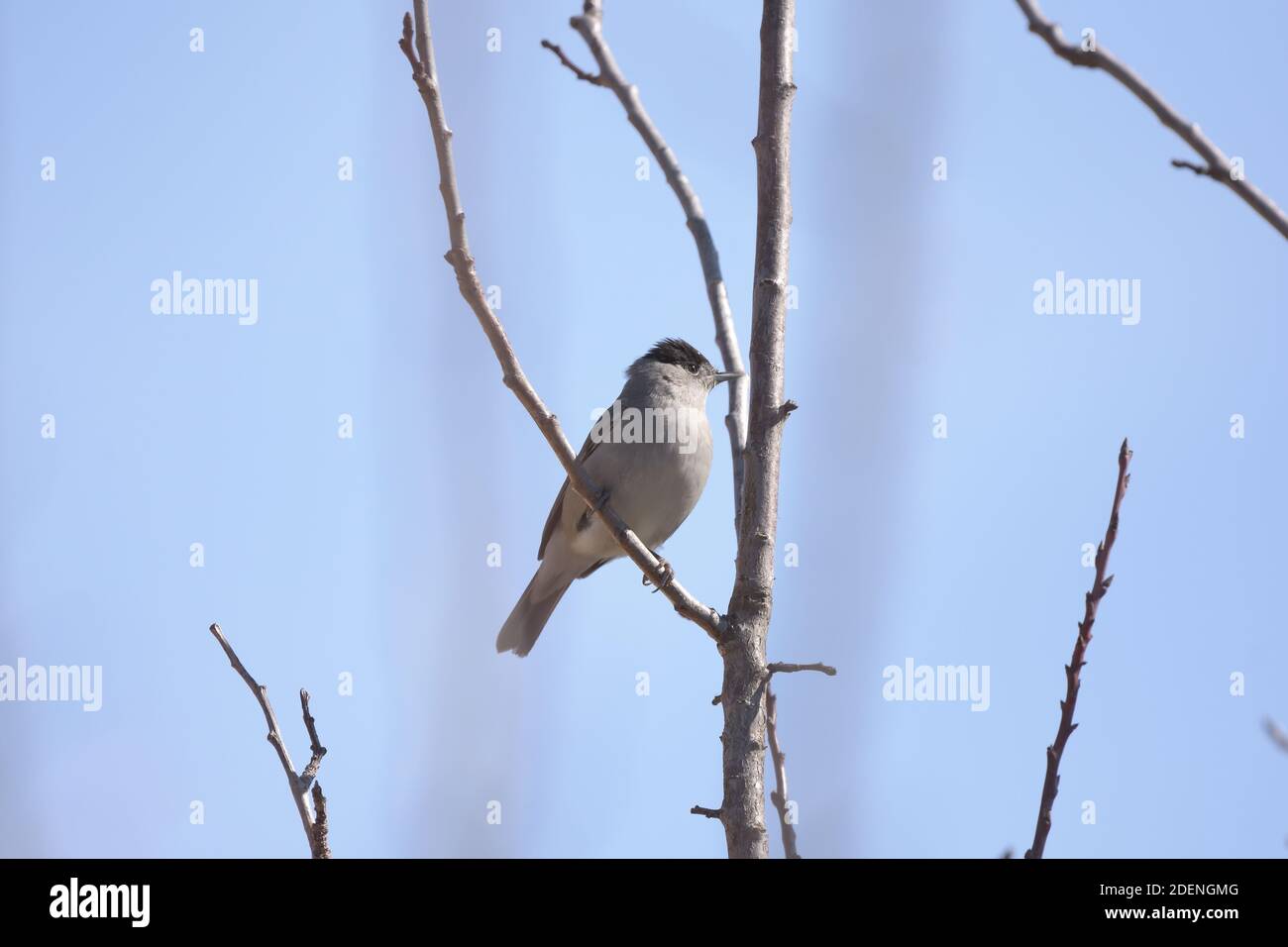 Bird warbler blackcap male song singing hi-res stock photography and ...