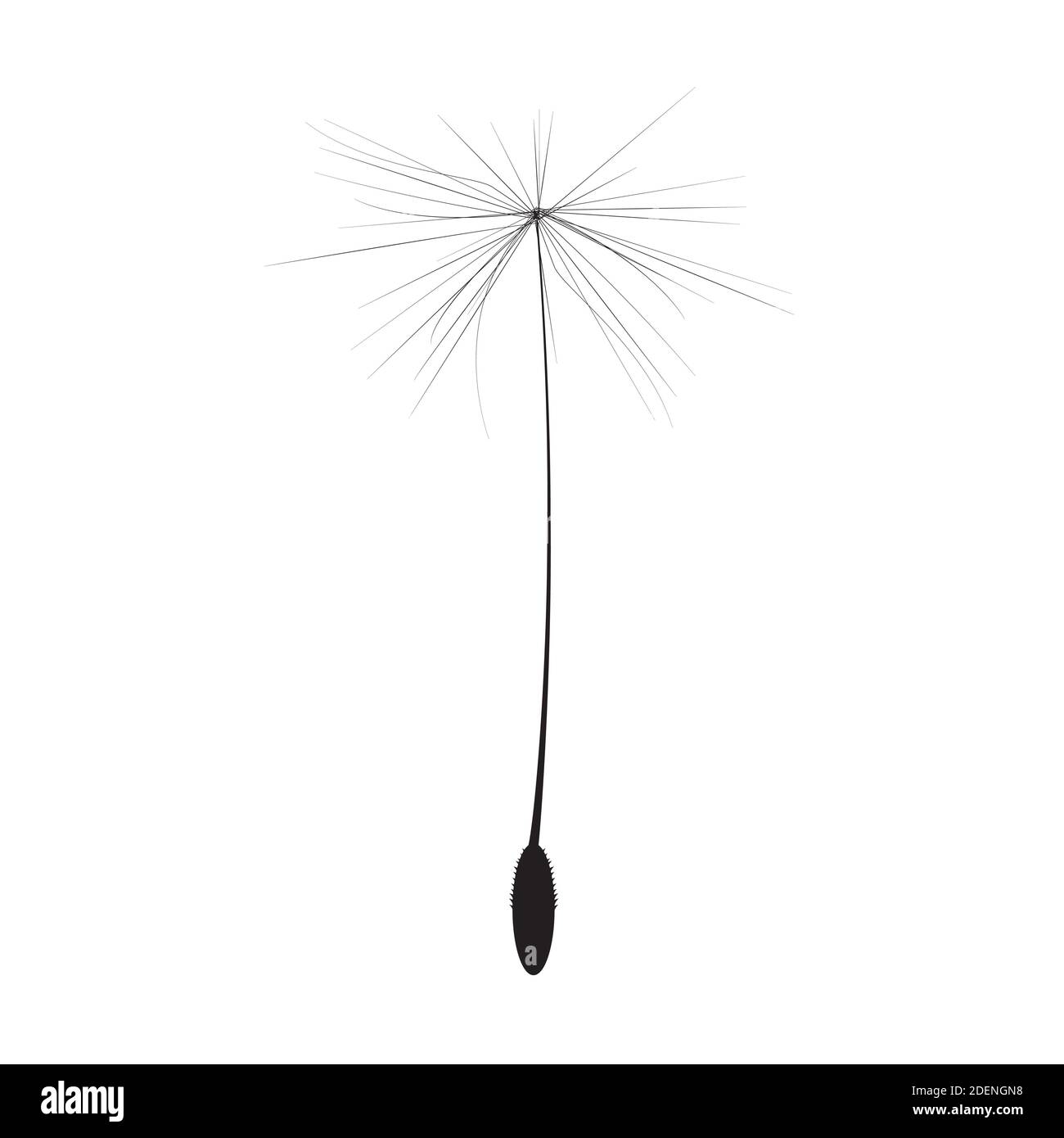 Single Dandelion Seed Illustration Stock Photo - Alamy