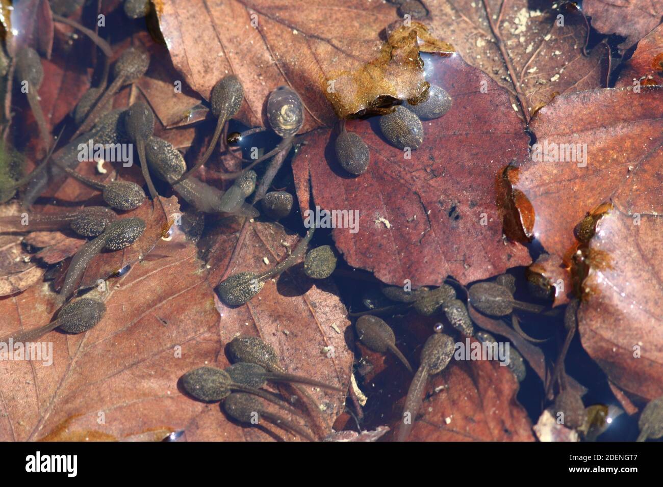 British tadpoles hi-res stock photography and images - Alamy