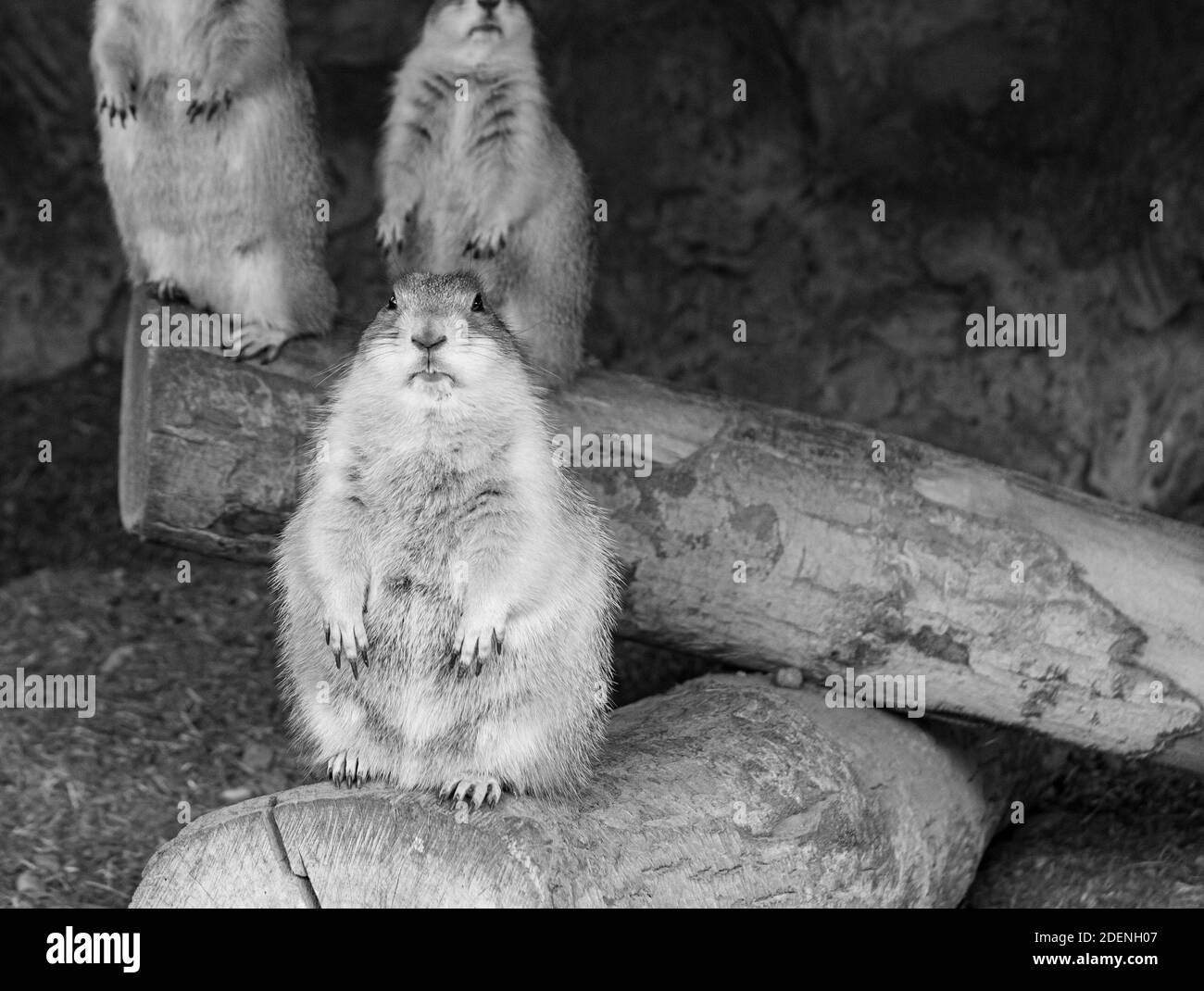 Prairie dogs standing Black and White Stock Photos & Images - Alamy