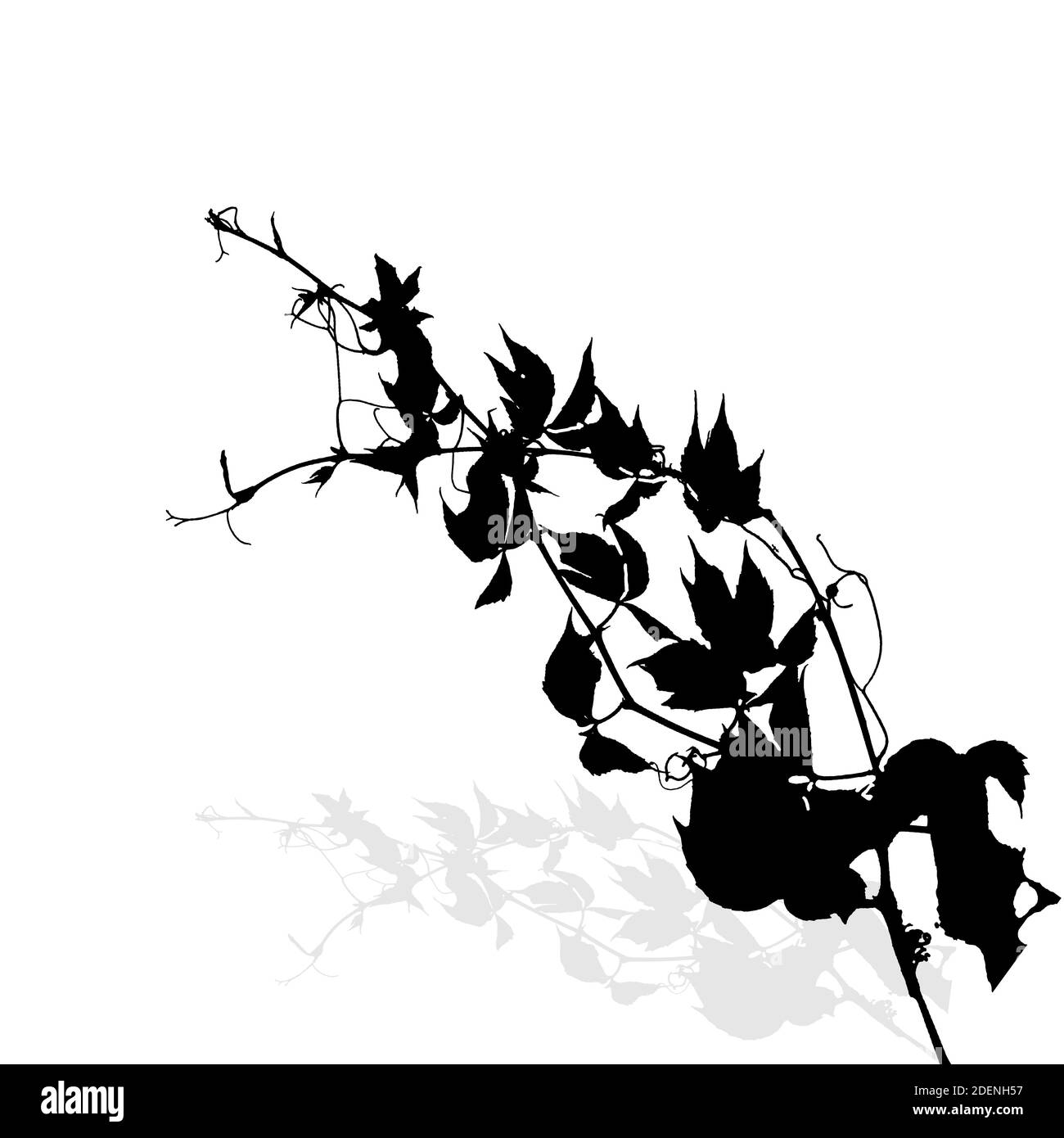 Plants ornamental black grass Black and White Stock Photos & Images - Alamy