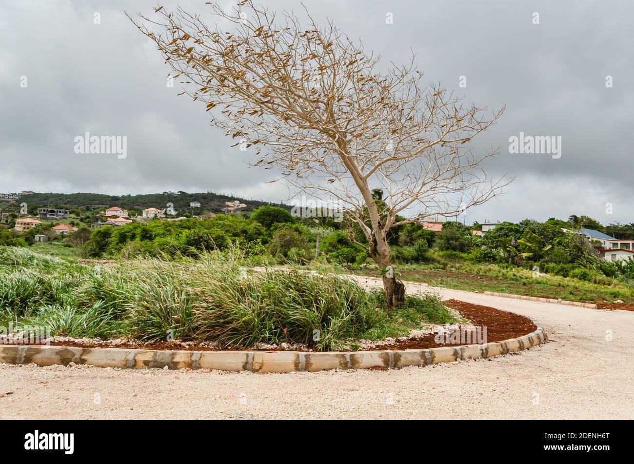 Albizia lebbeck l benth hi-res stock photography and images - Alamy