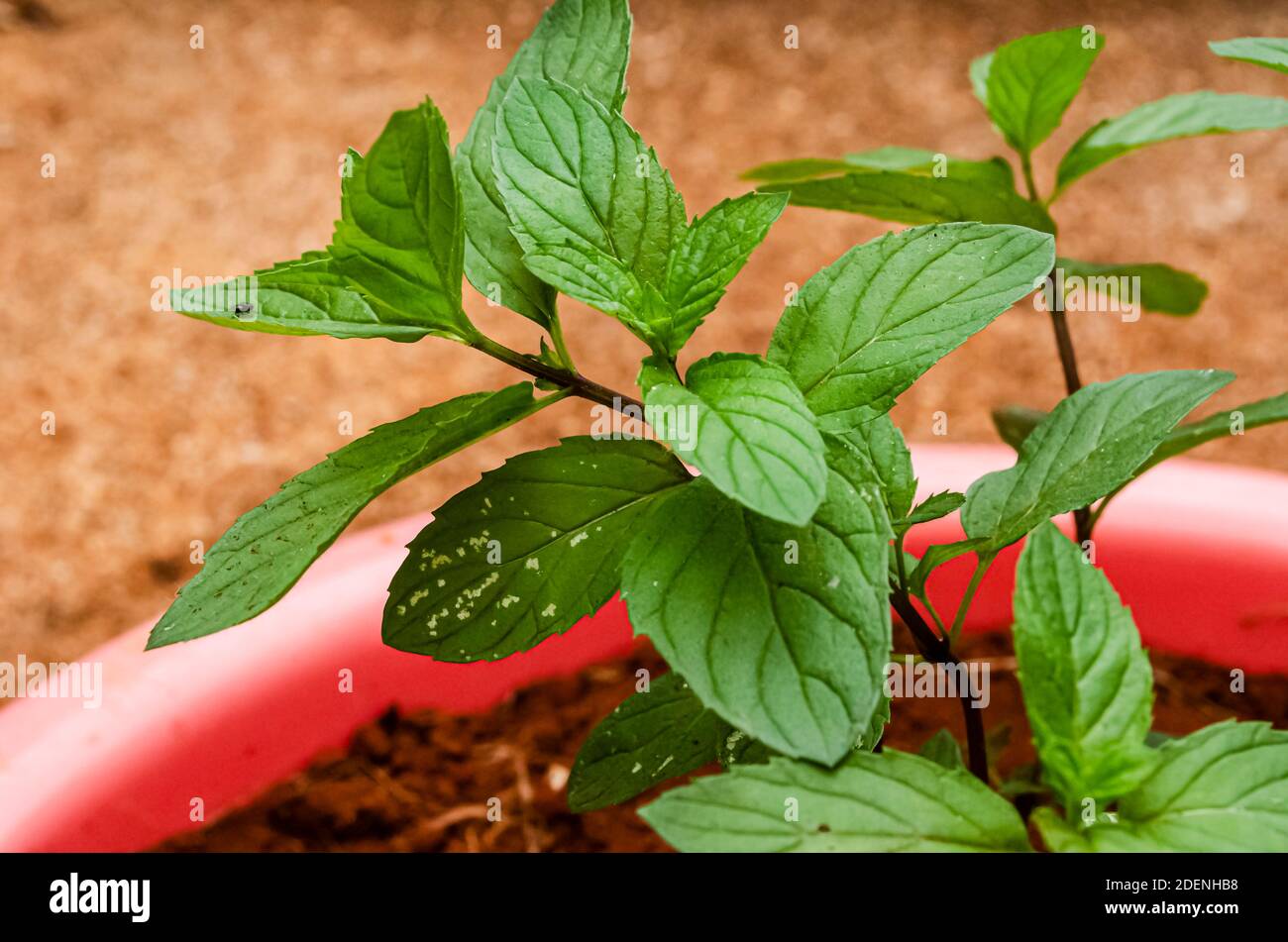 A Branch Of Black Mint Stock Photo - Alamy