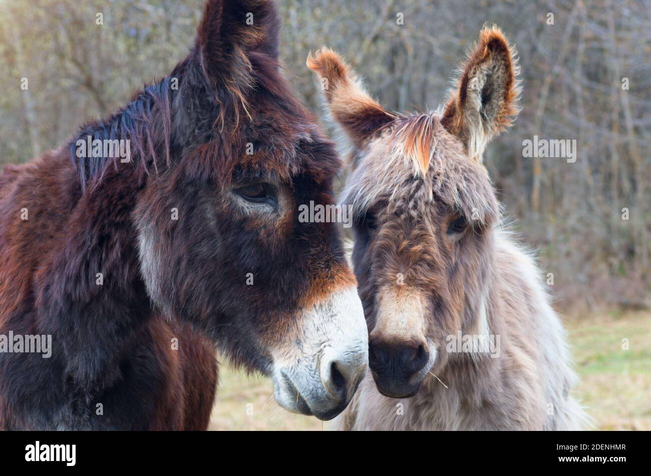 Ferme animaux hi-res stock photography and images - Alamy
