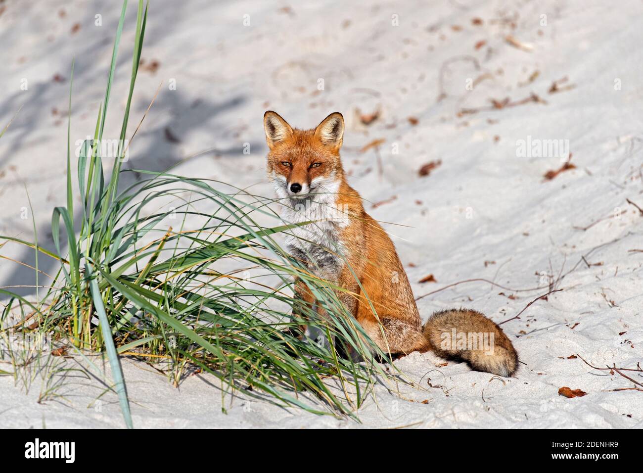 Red fox (Vulpes vulpes) sitting in the dunes along the coast Stock Photo - Alamy