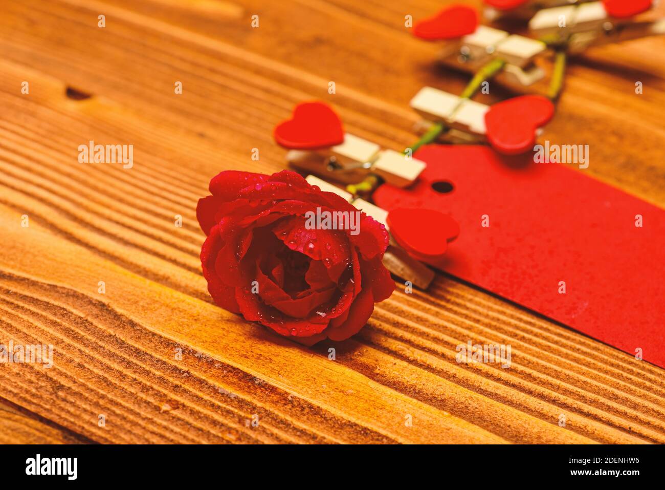 Tag for congratulation pinned to flower, copy space. Flower with blank ...