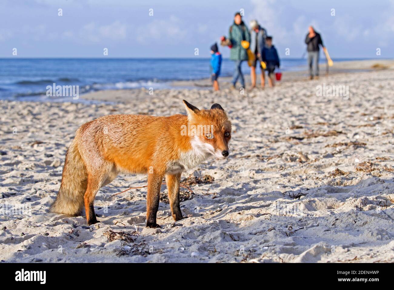 Social interaction with humans hi-res stock photography and images - Alamy