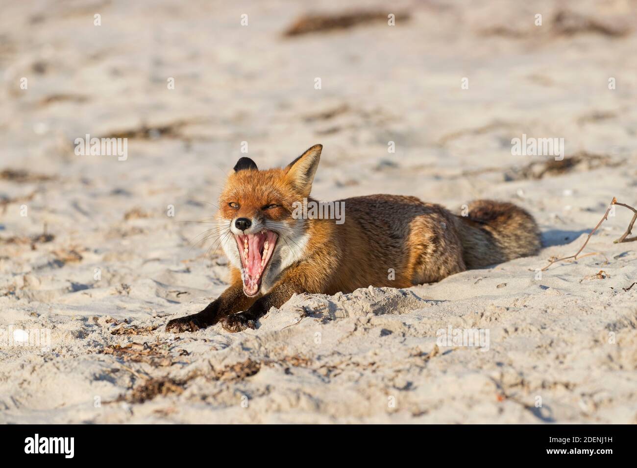Fox mouth open hi-res stock photography and images - Alamy