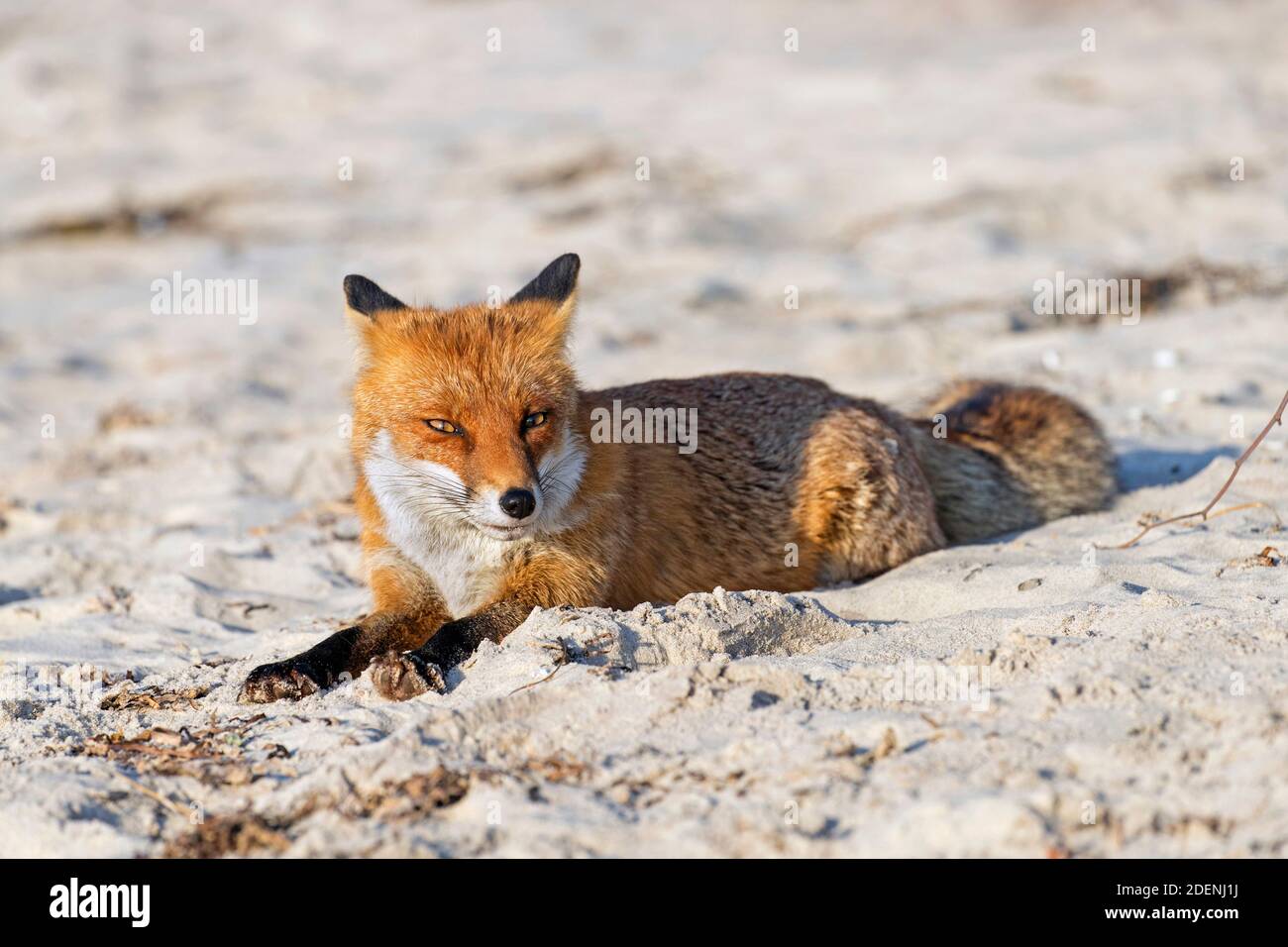 Fox beach resting hi-res stock photography and images - Alamy