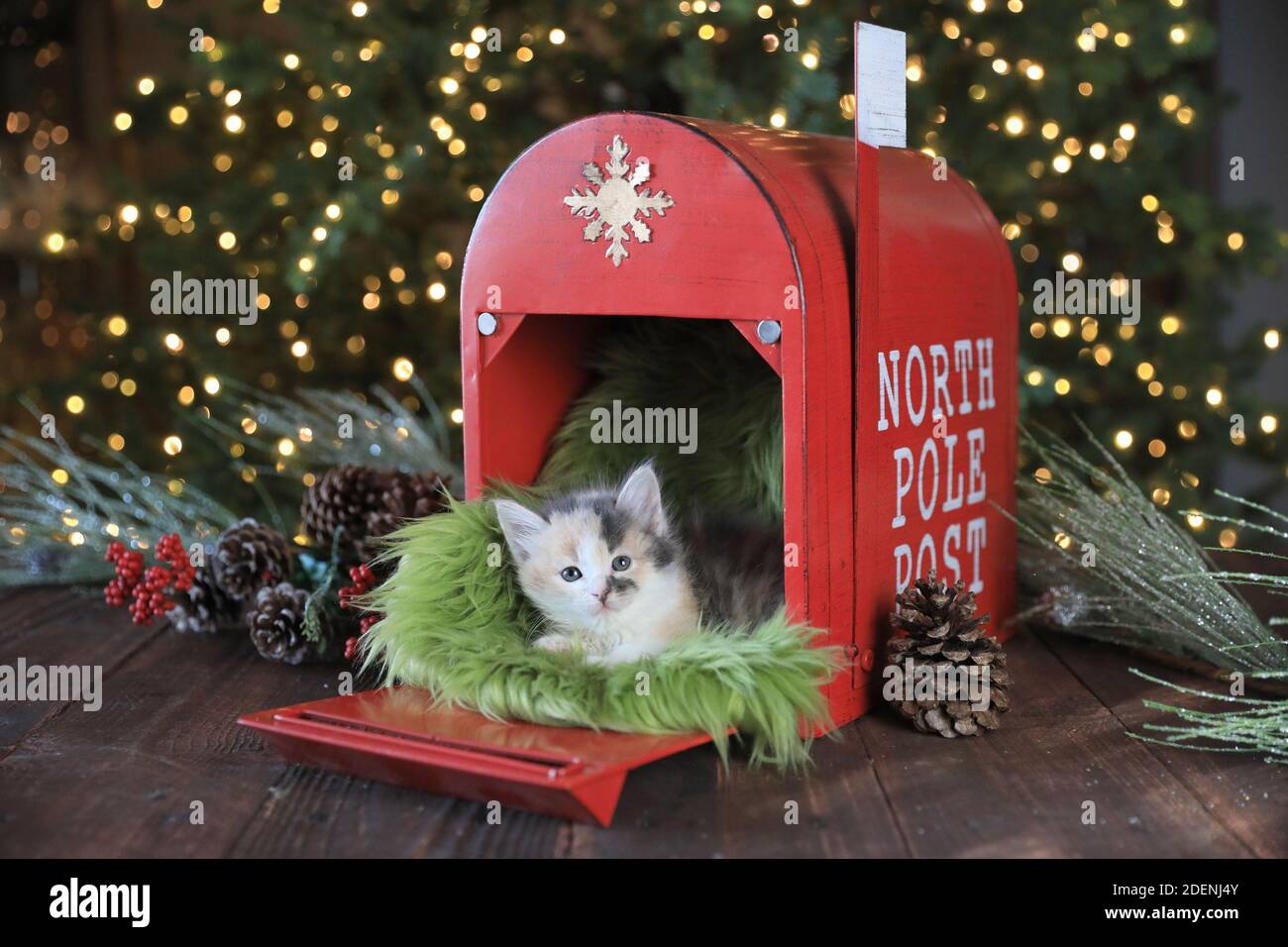 Adorable Kitten in a Holiday Christmas Mailbox.jpg Stock Photo - Alamy